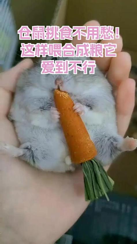 怎么训练仓鼠吃合成粮截图