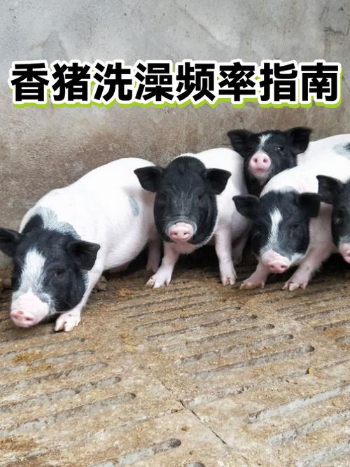 洗澡最好几天洗一次图标