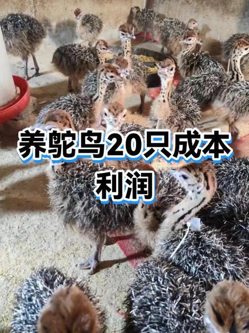 养十只鸵鸟的利润