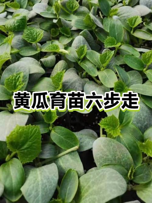 种黄瓜6个步骤截图
