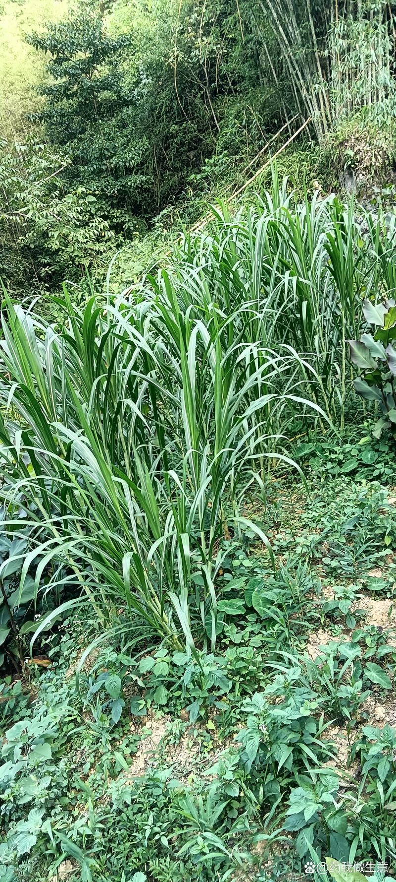 三草两木哪里生产的图标