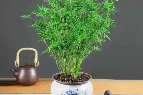 米竹用大盆还是小盆截图
