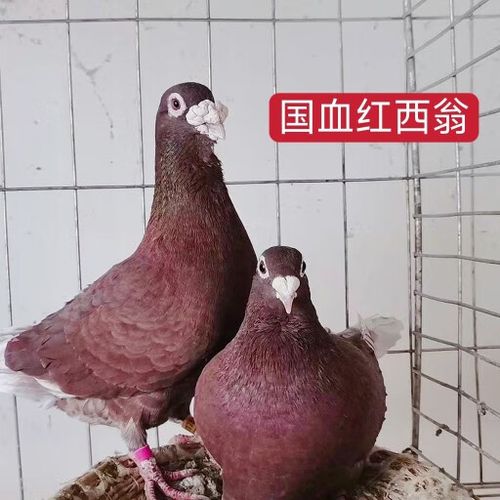 信鸽鸽子品种排名图标