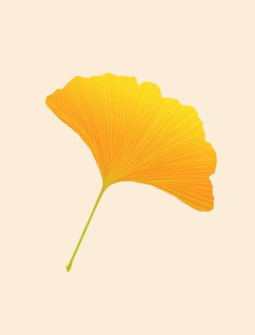 银杏叶的形状与特点游戏截图