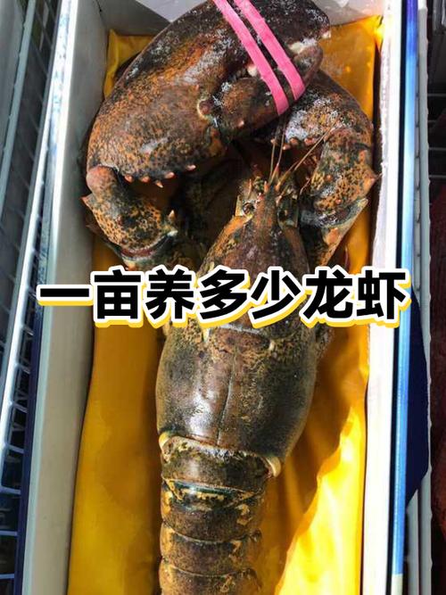 一亩龙虾一年赚多少图标