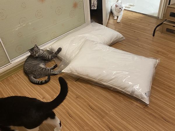 养三只猫咪压力大吗图标