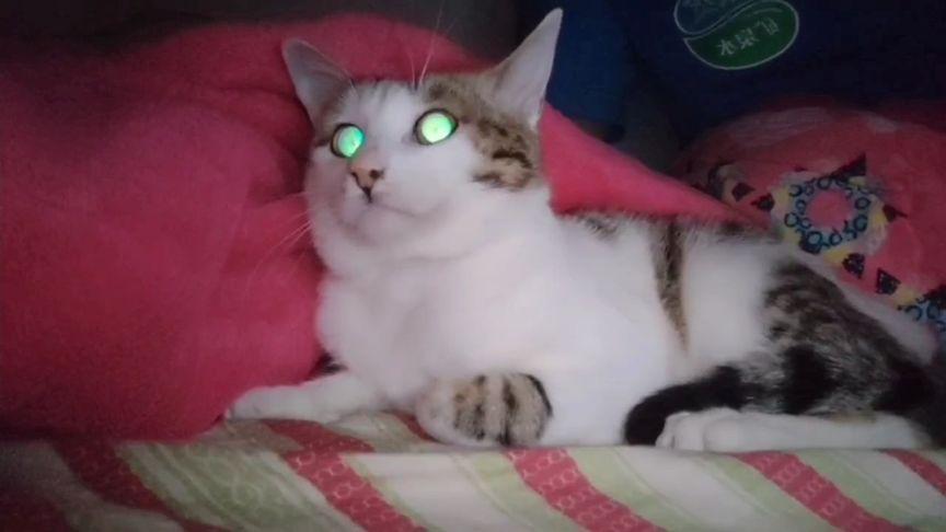 猫咪叫声播放吓老鼠图标