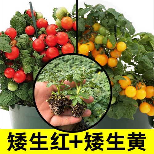 番茄用深盆还是浅盆
