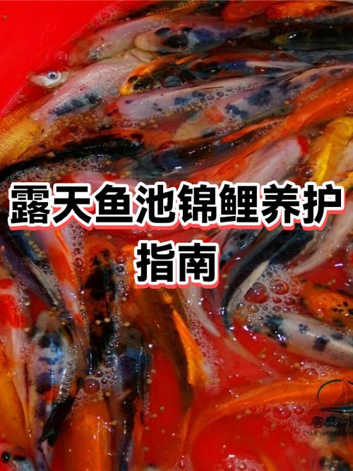 攒钱养锦鲤APP官网下载图标