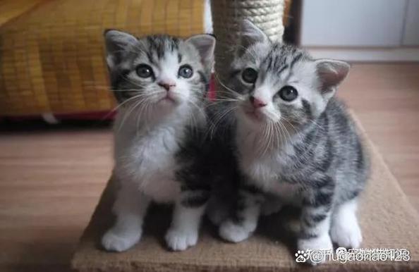 养猫卖猫是不是很挣钱