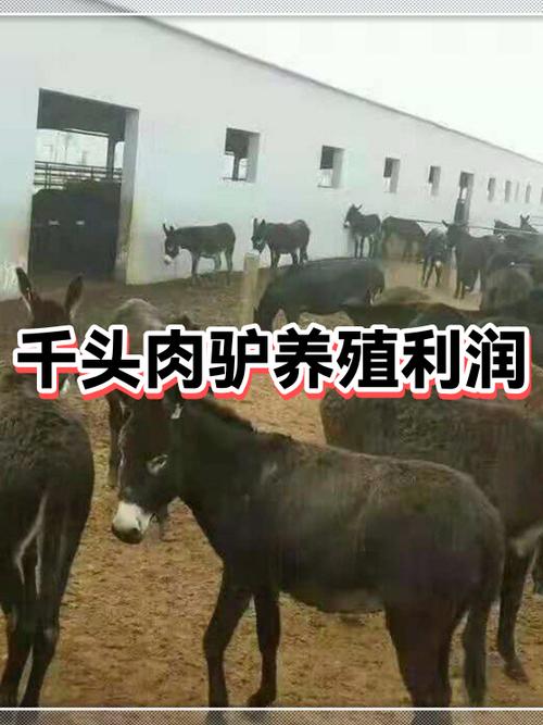 养驴和养马哪个挣钱截图