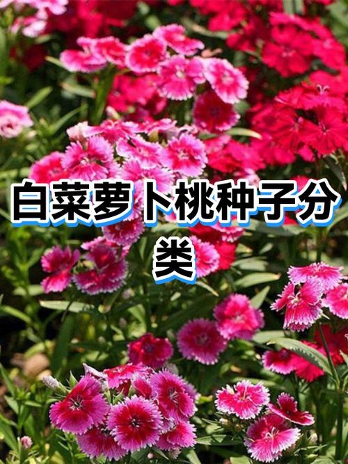 萝卜桃子大收集几点开始图标