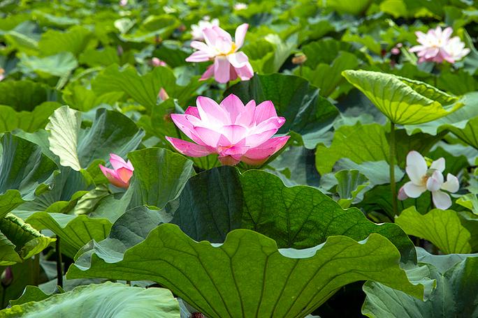 春韵莲香笔趣阁图标