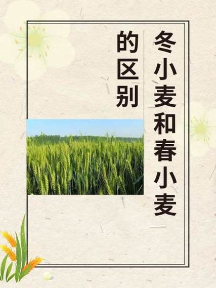 2024年春小麦播种时间表