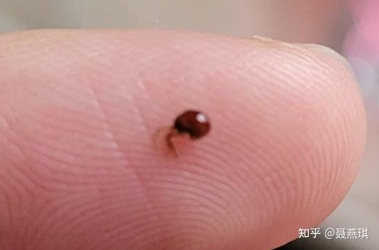 手机壳背面鼓鼓的叫什么壳图标