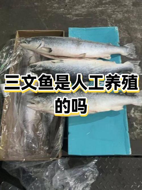 韩国三文鱼贵吗截图