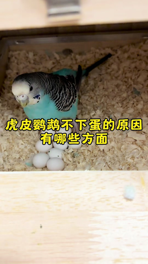 鹦鹉下蛋的10大忌图标