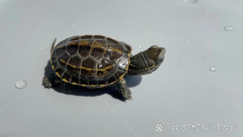 乌龟会叫吗图标