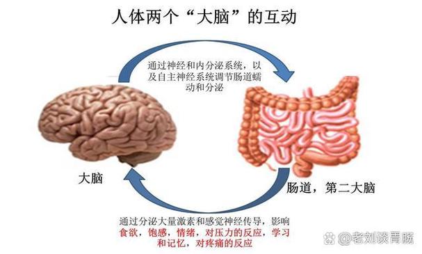 脑和什么是身体的控制中心图标