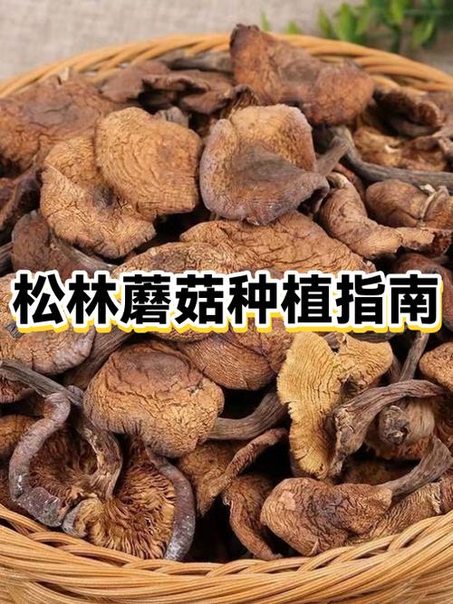 怎么种蘑菇图标