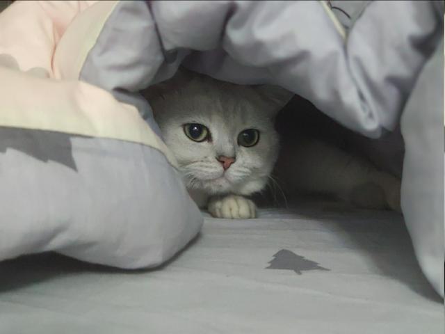 猫钻被窝是福还是祸图标