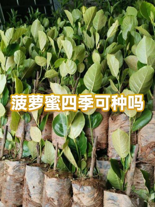 卖菠萝蜜挣钱吗截图