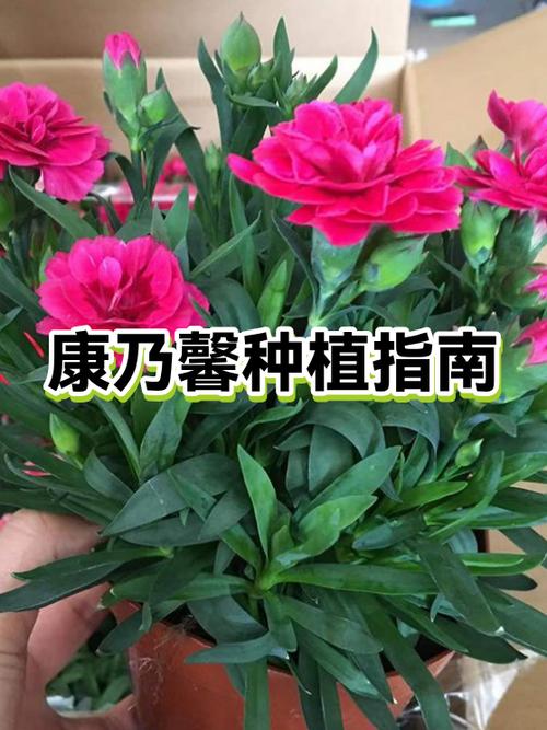 康乃馨的养殖方法和注意事项图标