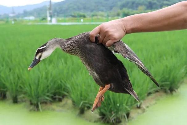 抓鸭子的方法图标