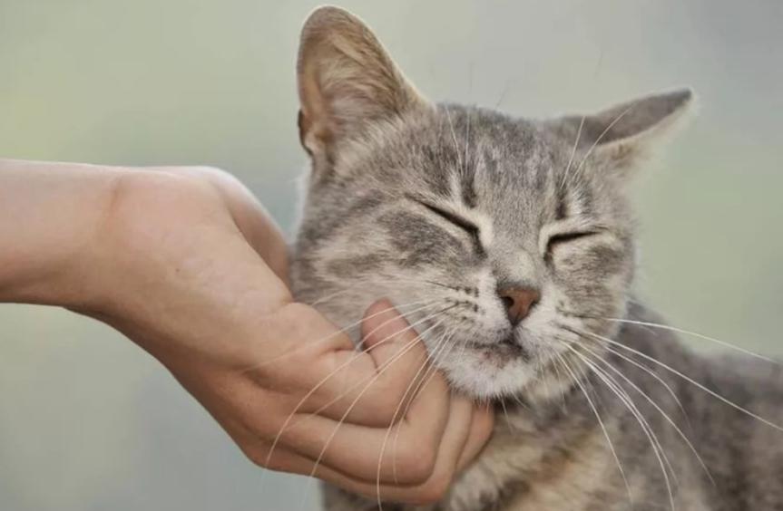 猫咪用脸蹭主人的脸是什么表现图标