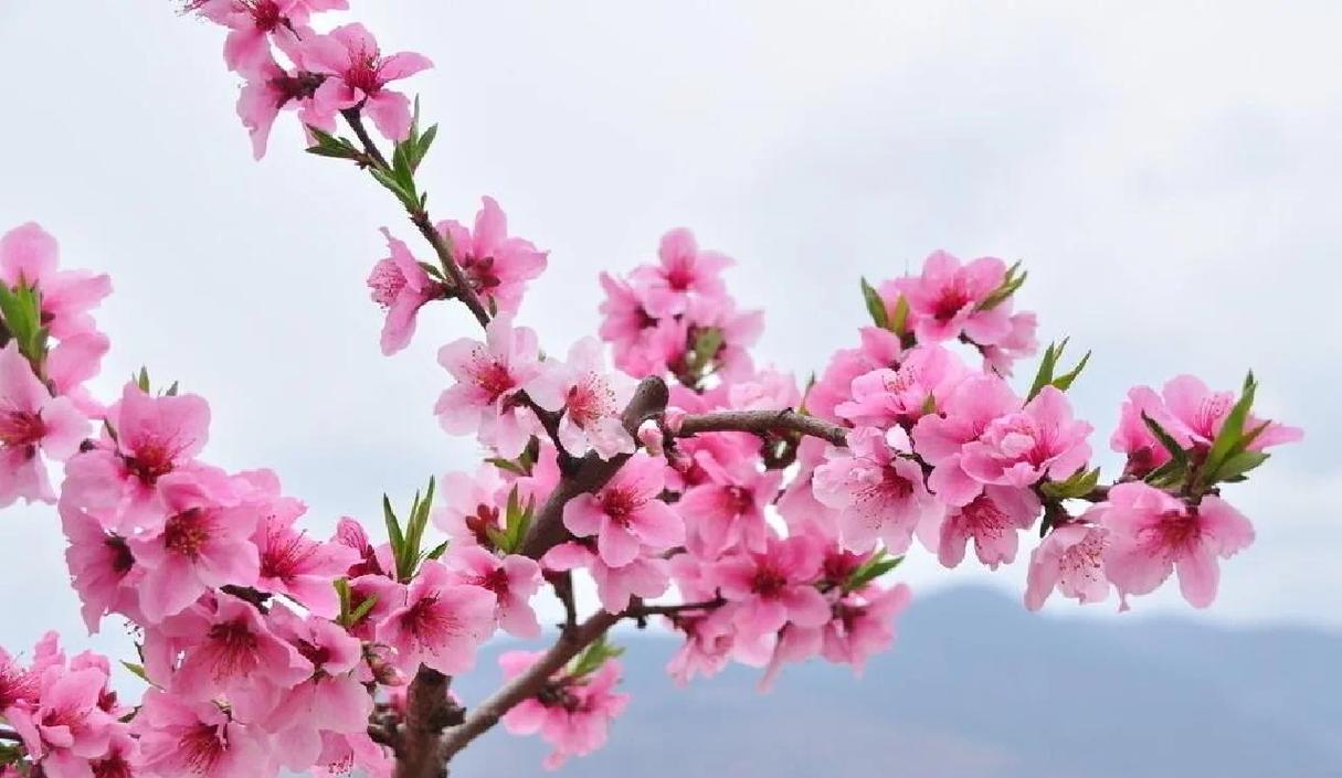 春天最美的桃花视频截图