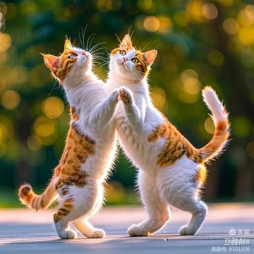 猫之间也有夫妻吗图标