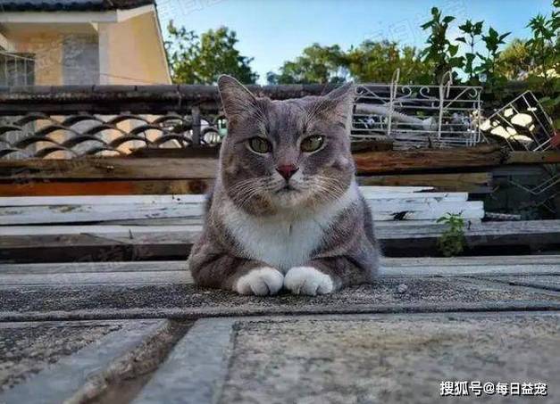 上门收猫电话附近 电话图标