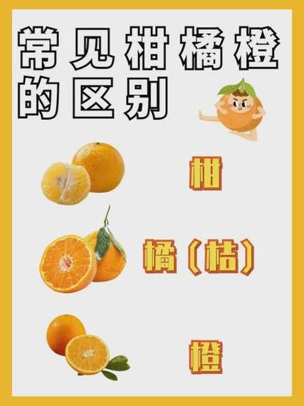 橙子柑子橘子的区别图标