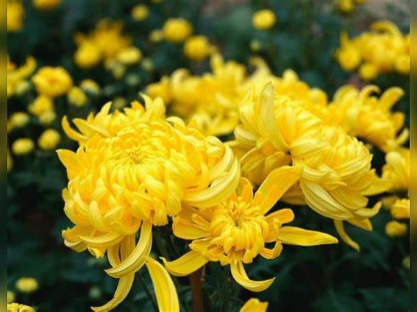 菊花形容什么器官图标