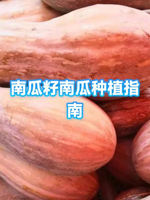 南瓜种植方法图标