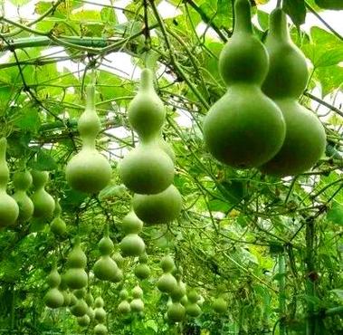 葫芦 成熟图标