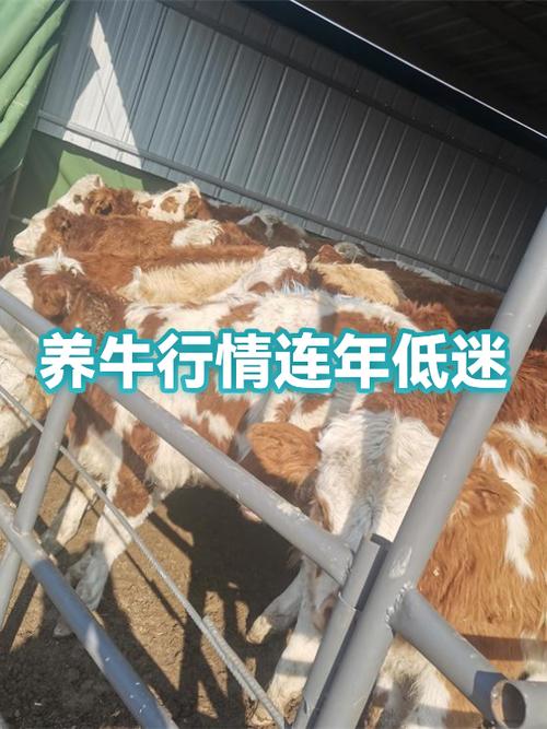 年轻人养牛好吗图标