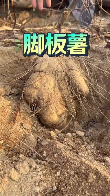 脚板薯是木薯吗截图