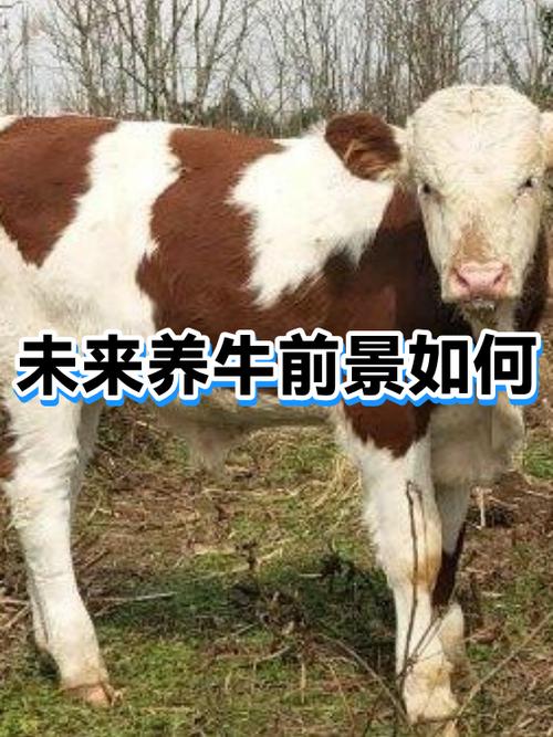 养牛前景如何图标