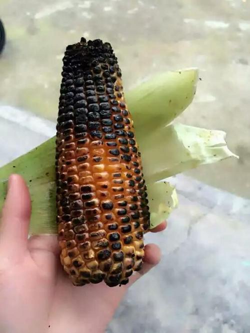 火烧包谷 布谷鸟图标