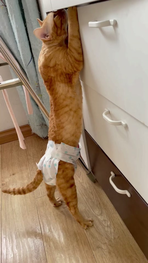 猫碰到内裤穿了会得病吗截图