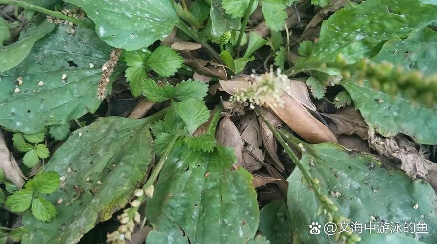 忘息草是什么截图