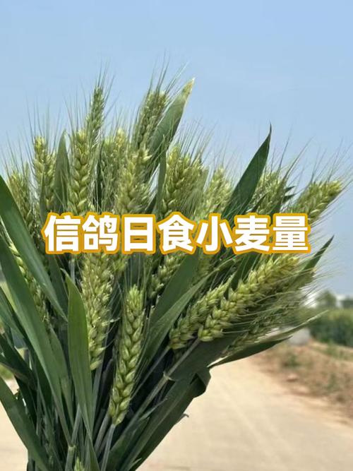 主食2两是生重还是熟重图标
