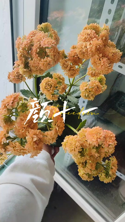 ᨳᤢᤣ゛花朵符号截图