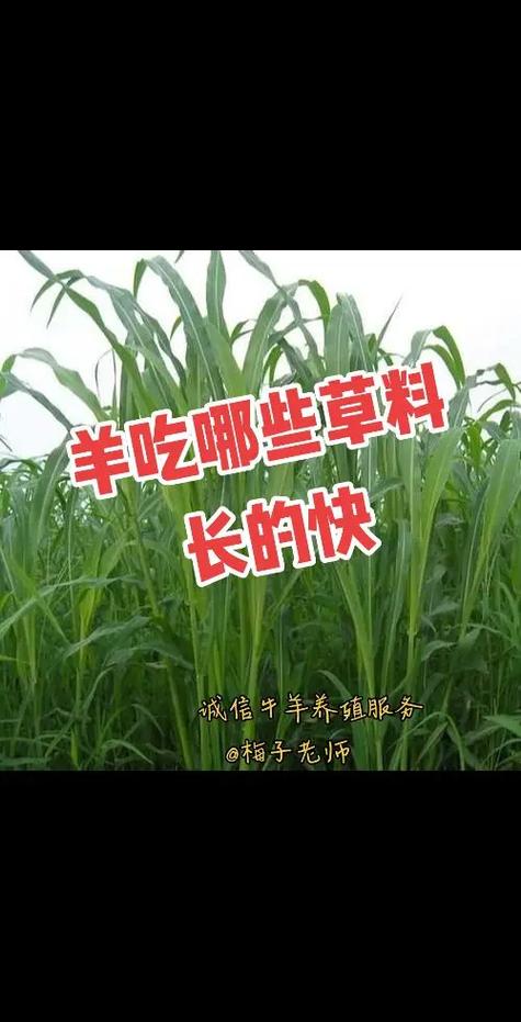 羊吃什么草料最好