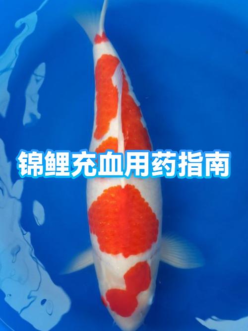 锦鲤病毒感染治疗