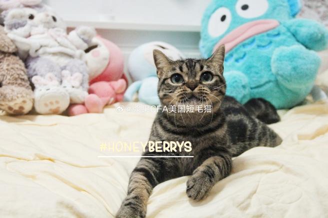 美短猫养殖注意事项