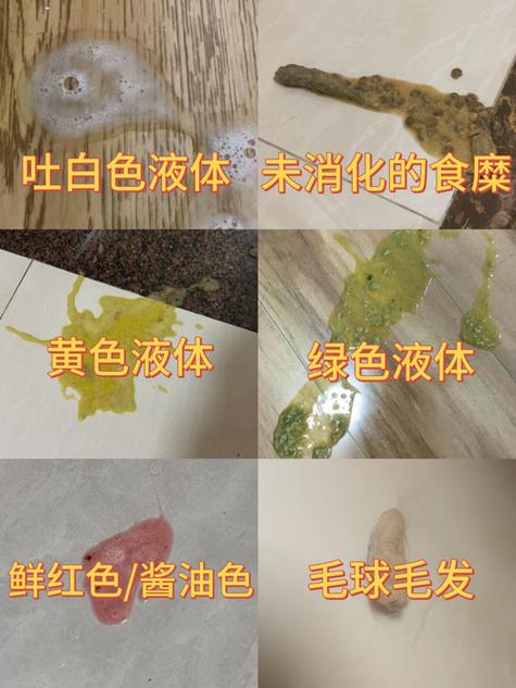 小猫老是呕吐怎么回事图标