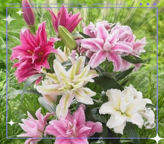 百合象征什么样的人图标