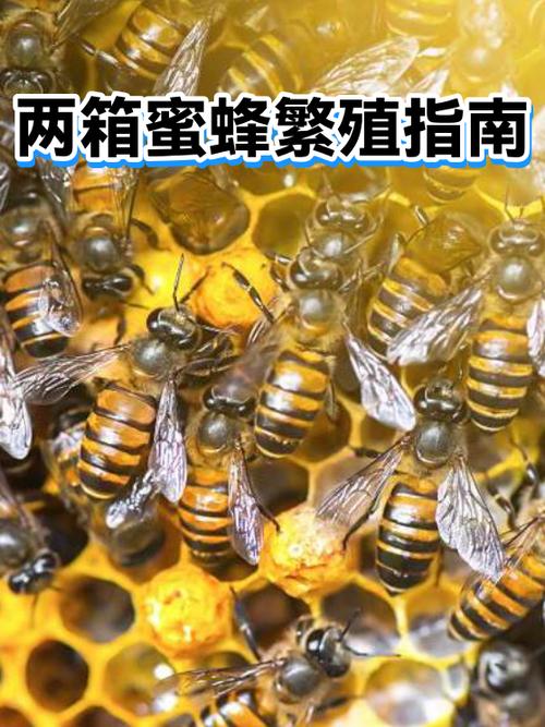 mc蜜蜂会自动繁殖吗图标